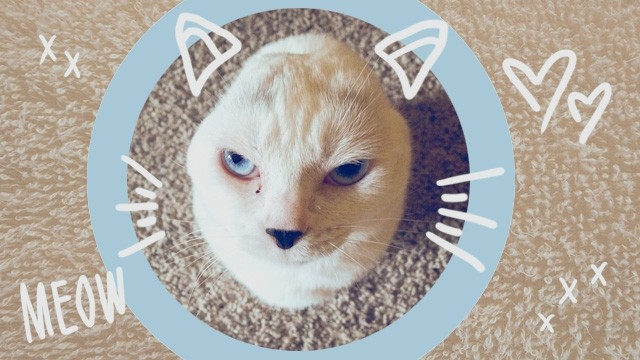 This Heartwarming Story of an Earless Cat and His Owner Will Melt Your ...